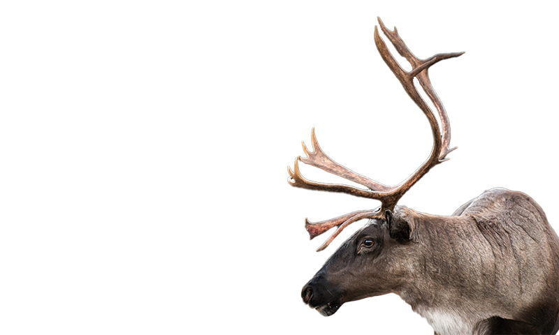 The Cree and the Innu continue to strengthen their relations to protect ...